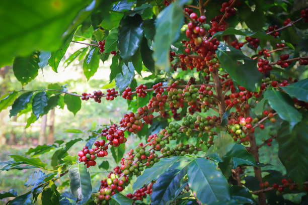 Vietnam Robusta Coffee Farm Pictures | Download Free Images on Unsplash
