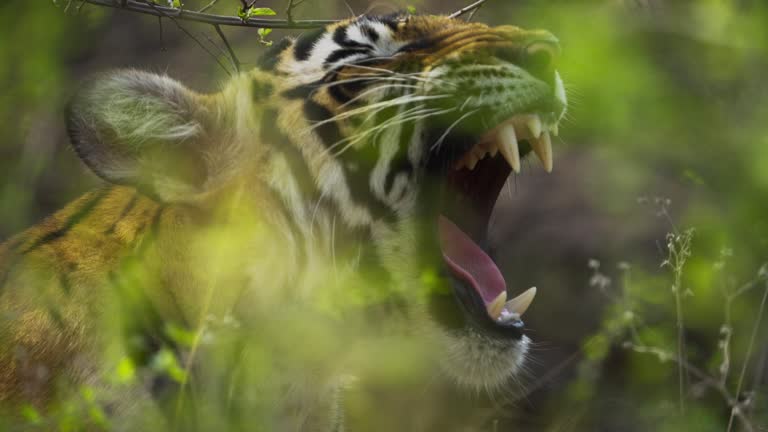 800 Bengal Tiger Cub Stock Videos And Royalty Free Footage Istock