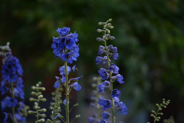 Free Stock Photo of Delicate Deep Blue Delphinium Flower | Download ...
