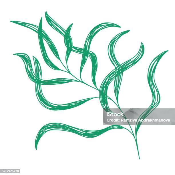 Cabang Willow Sketsa Daun Hijau Ilustrasi Vektor Yang Digambar Tangan