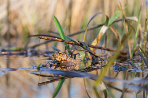 Seekor Katak Hijau Besar Di Habitat Aslinya Amfibi Dalam Air Katak