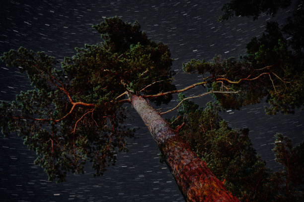Free picture: Bending trees in forest on hurricane wind