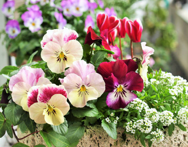 30,000+ Pansy Pictures | Download Free Images on Unsplash