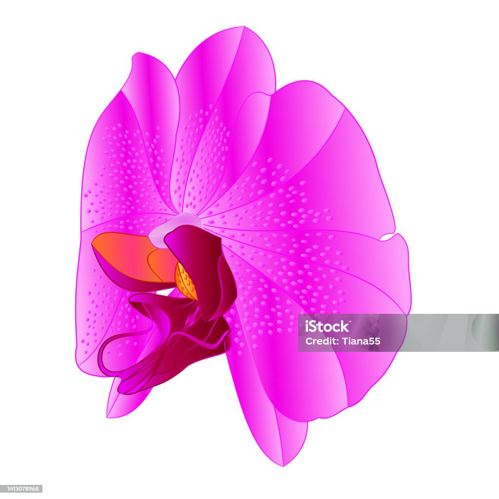 Orchid Phalaenopsis Lila Flower Lila Colours Natural Flower Fourteen On