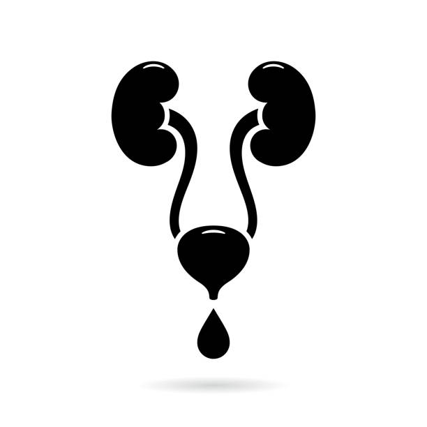 1 700 Urinary Tract Infection Bildbanksillustrationer Royaltyfri Vektorgrafik Och Clip Art