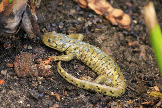 Salamander Pictures | Download Free Images on Unsplash