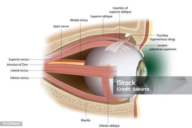 Muscles Extraoculaires De Lœil Humain Surface Latérale Vecteurs Libres