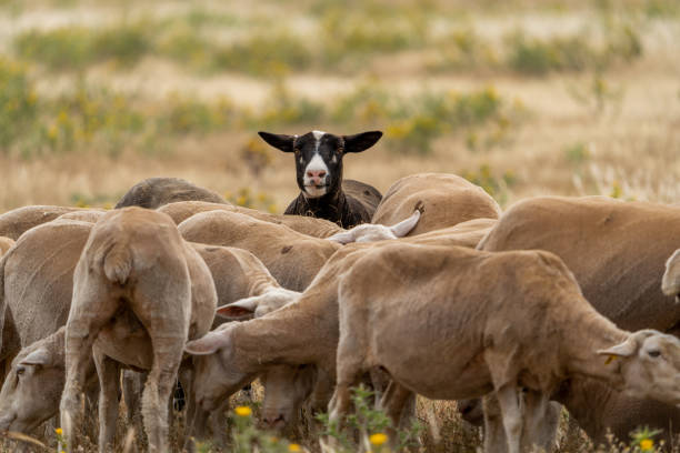 500+ Sheep Images | Download Free Pictures on Unsplash