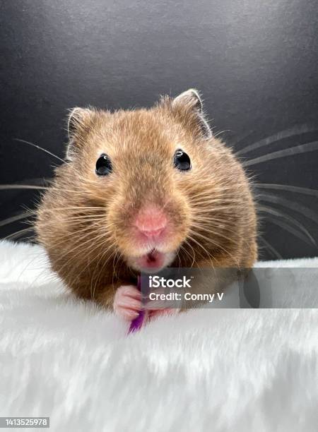 Cute Syrian Hamster On A Blanket Looking Shocked Stock Photo - Download ... Cute Syrian Hamster On A Blanket Looking Shocked Stock Photo - Download ...
