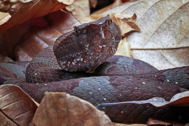 Free picture: up-close, coiled, copperhead, snake