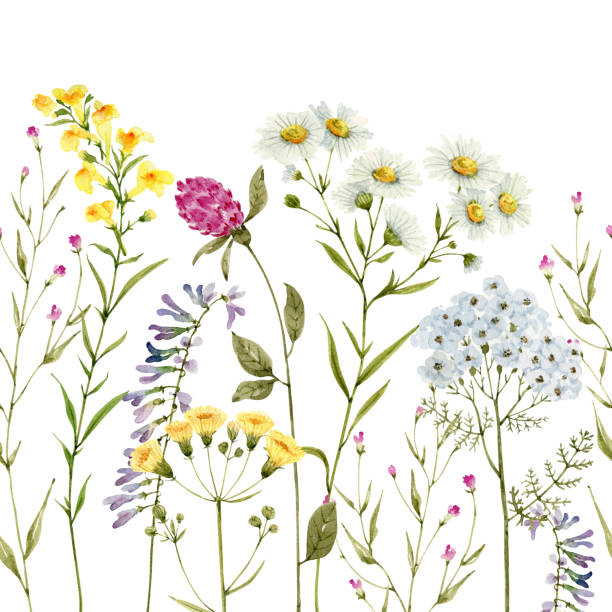 12 800 Herbarium Ilustrasi Grafik Vektor And Clip Art Bebas Royalti