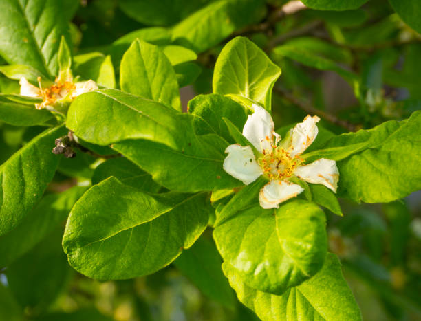 Free picture: medlar, tree, flower