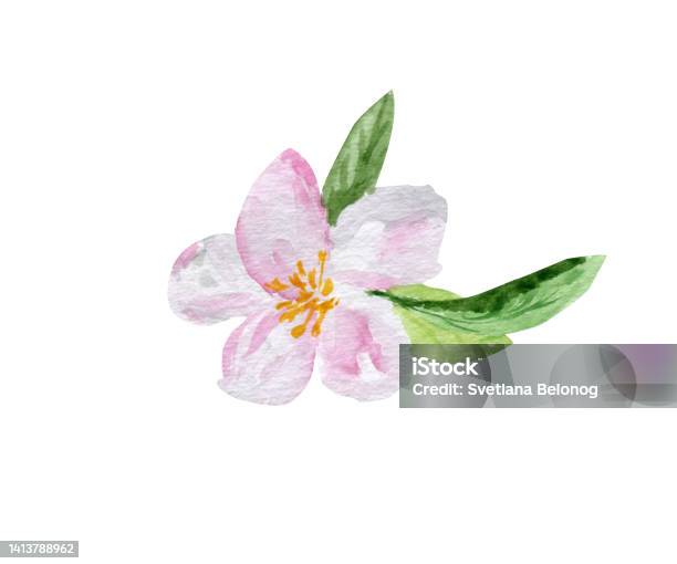 Illustration À Laquarelle De Fleurs De Pommiers Isolées Sur Fond Blanc