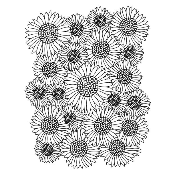 370 Girasole Comune Illustrazioni Foto Stock Immagini E Fotografie