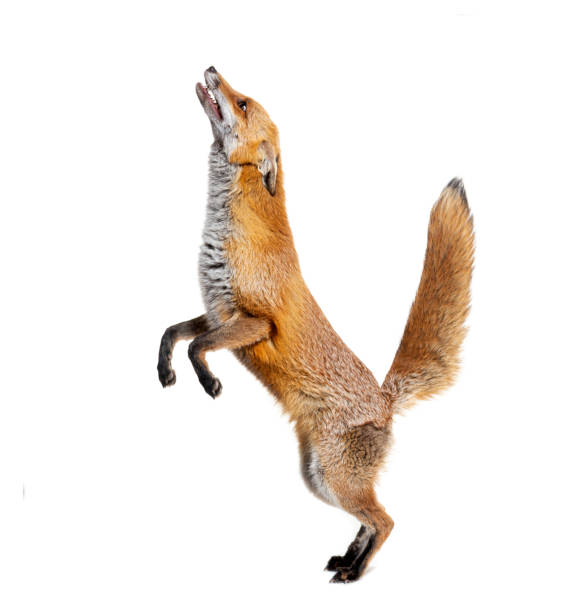 Fox Tail Pictures | Download Free Images on Unsplash