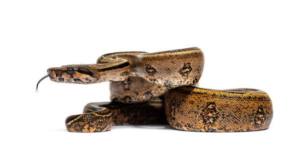 Boa Constrictor Pictures | Download Free Images on Unsplash