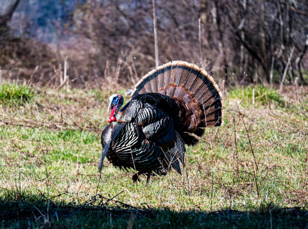Wild Turkey Pictures | Download Free Images on Unsplash