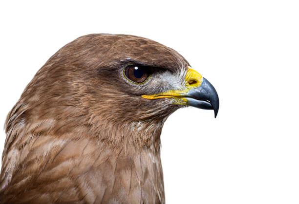 350+ Hawk Pictures | Download Free Images on Unsplash