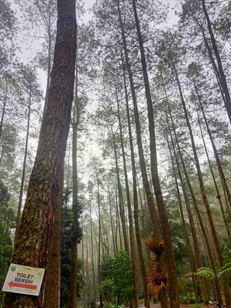 Hutan Pinus Pictures | Download Free Images on Unsplash
