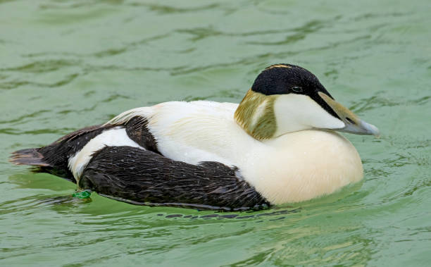 Free picture: common, eiders