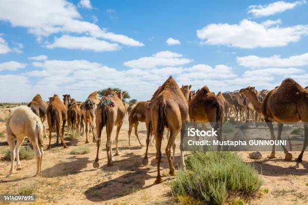 Kawanan Unta Di Sahara Maroko Unta Di Gurun Maroko Foto Stok - Unduh ... Kawanan Unta Di Sahara Maroko Unta Di Gurun Maroko Foto Stok - Unduh ...