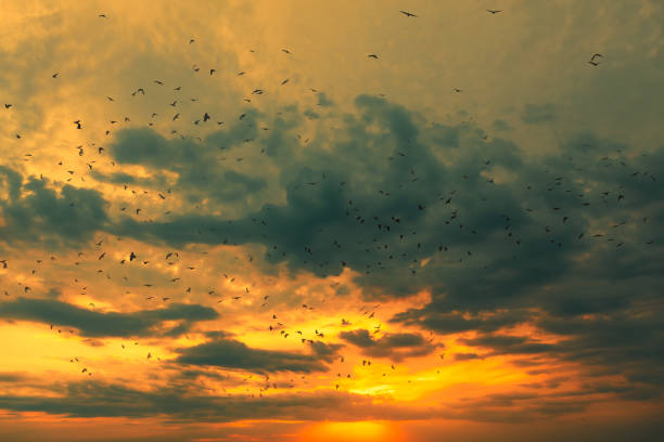 Night Bird Pictures | Download Free Images on Unsplash