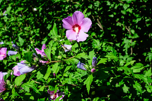 Flores Magenta Rosadas De La Planta Hibiscus Syriacus Comúnmente