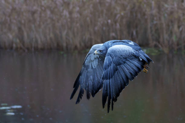 Free picture: black, brant, birds, flight, swamp