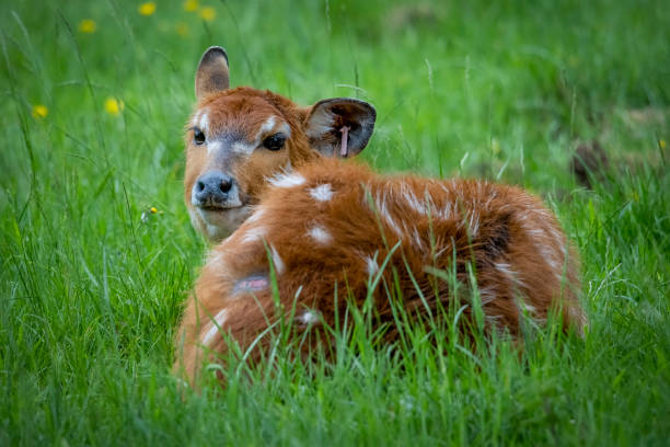 Dotted Deer Pictures | Download Free Images on Unsplash