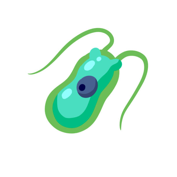 200 Chlamydomonas Illustraties Stockfotos Afbeeldingen En Royalty Free Beelden Istock