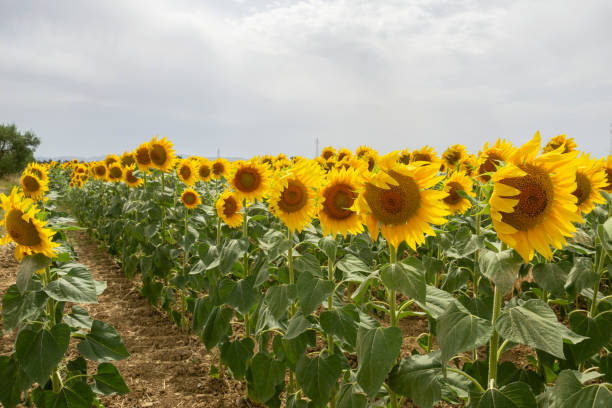 Free picture: common, field, sunflower, plant, bloom