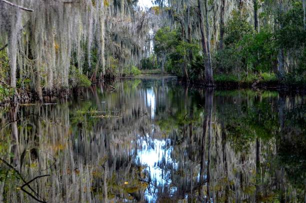 Free picture: swamp, scenic, landscape, waterfowl