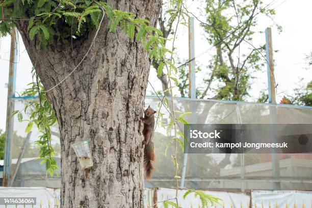 Tupai Berpose Di Pohon Dan Duduk Di Pohon Di Taman Foto Stok - Unduh ... Tupai Berpose Di Pohon Dan Duduk Di Pohon Di Taman Foto Stok - Unduh ...