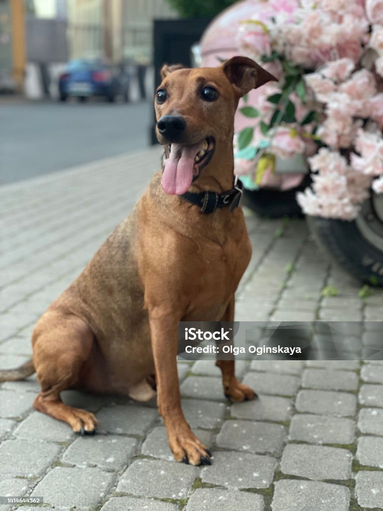Portrait Dog Breed German Pinscher Stock Photo - Download Image Now ... Portrait Dog Breed German Pinscher Stock Photo - Download Image Now ...