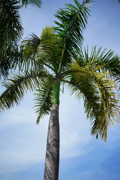 Plam Tree Pictures | Download Free Images on Unsplash
