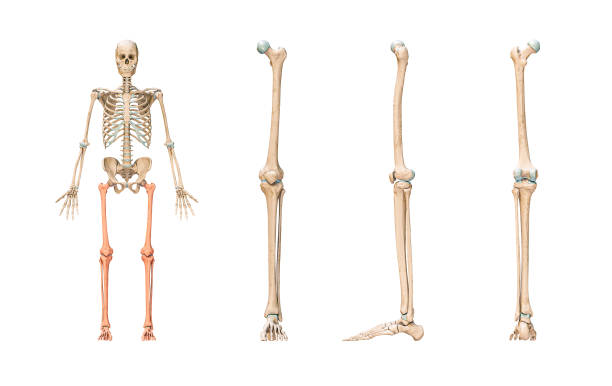 Femur Pictures | Download Free Images on Unsplash
