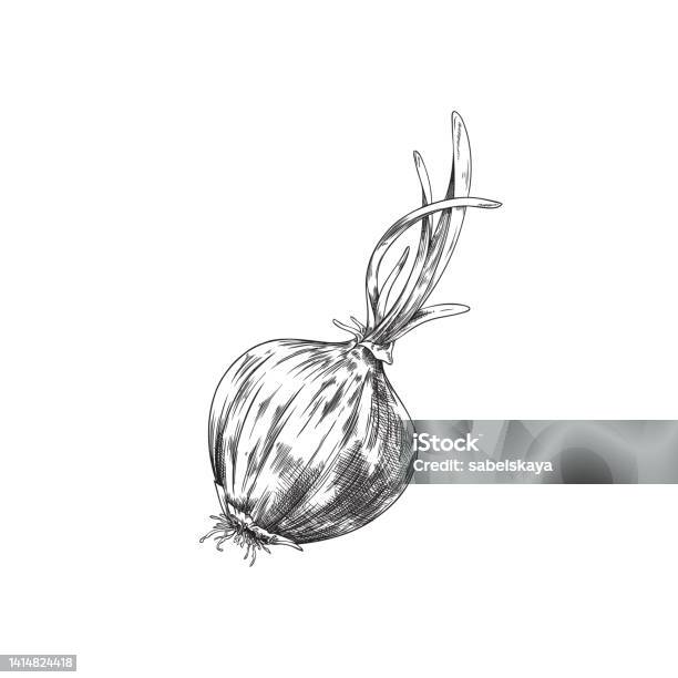 Ilustración de Dibujo A Mano Estilo De Boceto De Cebolla Monocromática ... Ilustración de Dibujo A Mano Estilo De Boceto De Cebolla Monocromática ...