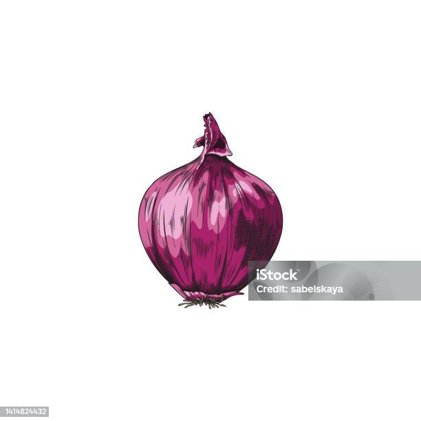 Ilustración de Dibujo A Mano Estilo De Boceto De Cebolla Roja Entera ... Ilustración de Dibujo A Mano Estilo De Boceto De Cebolla Roja Entera ...