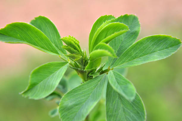 Alfalfa Pictures | Download Free Images on Unsplash