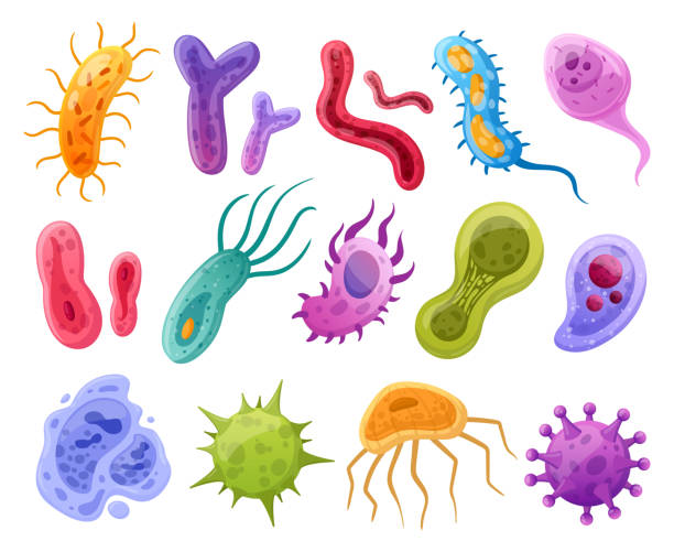 70 Shigella Bacteria Stock Illustrations Royalty Free Vector Graphics
