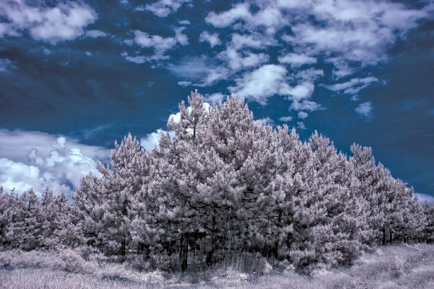Surreal Infrared Image Of A Pine Forest Under Blue Sky – Free Stock Photo