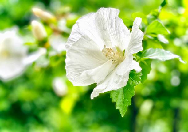 Free Stock Photo of Rose of Sharon | Download Free Images and Free ...