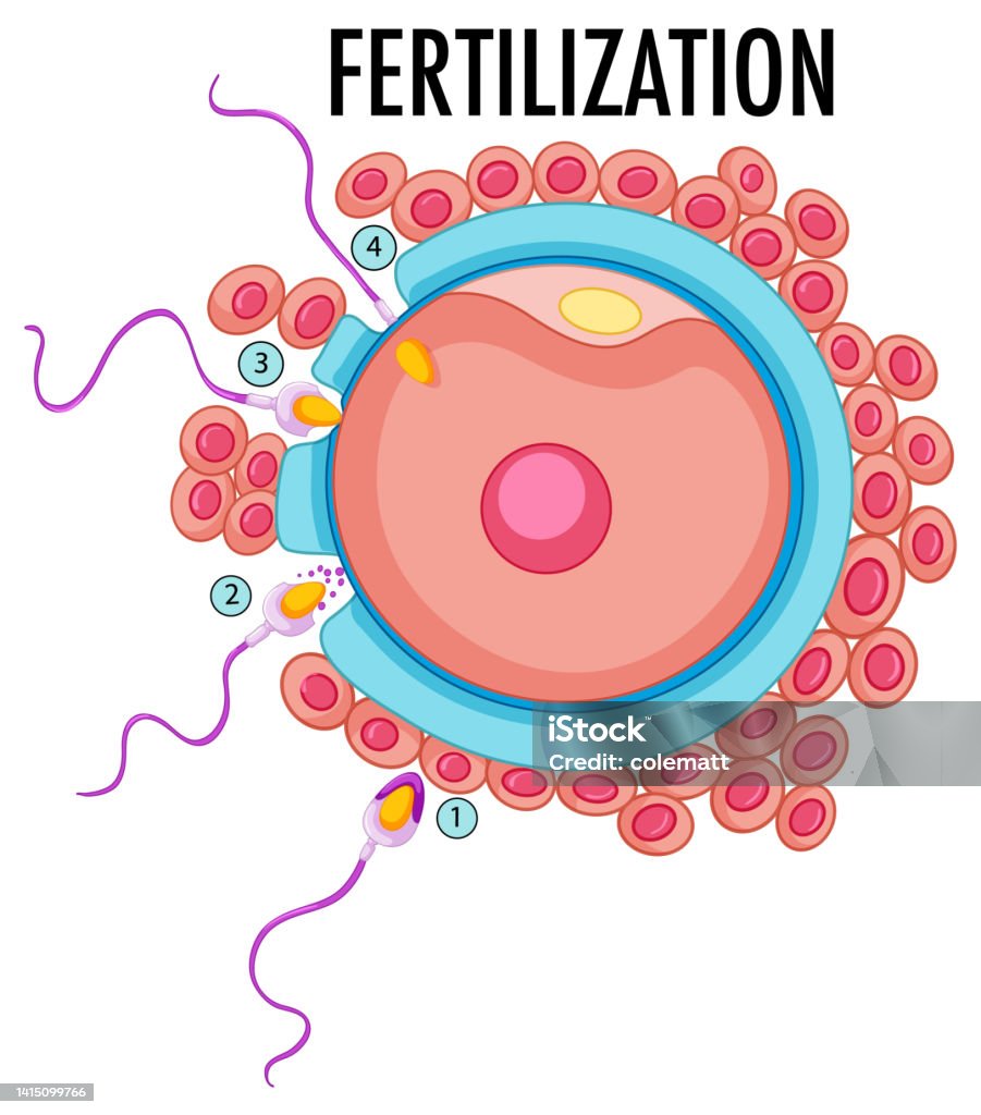 Vetores De Diagrama Mostrando Fertilização Em Humanos E Mais Imagens De
