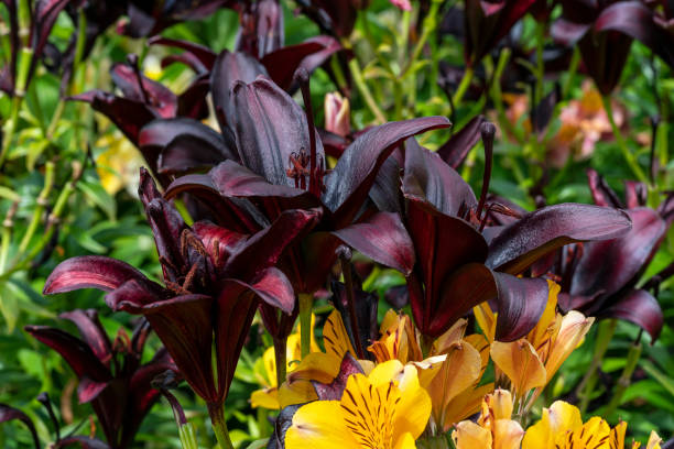 Free Stock Photo of Lily Asiatic | Download Free Images and Free ...