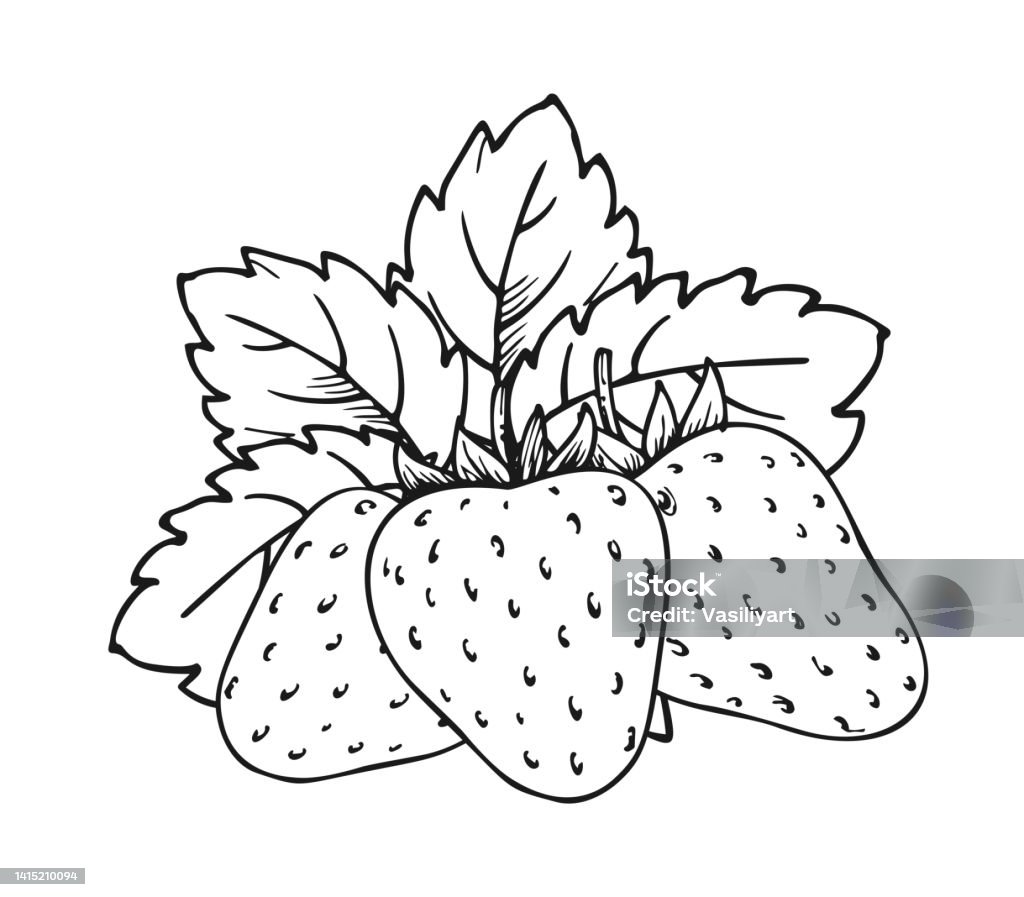 Strawberry Coloring Book Whole Ripe Sweet Fruit Stock Illustration