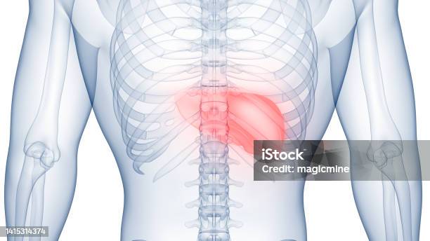 Photo Libre De Droit De Anatomie Interne Du Foie Dorgane Digestif