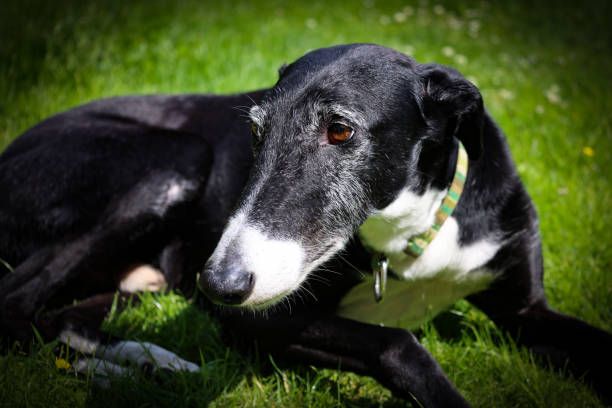 Galgo Pictures | Download Free Images on Unsplash