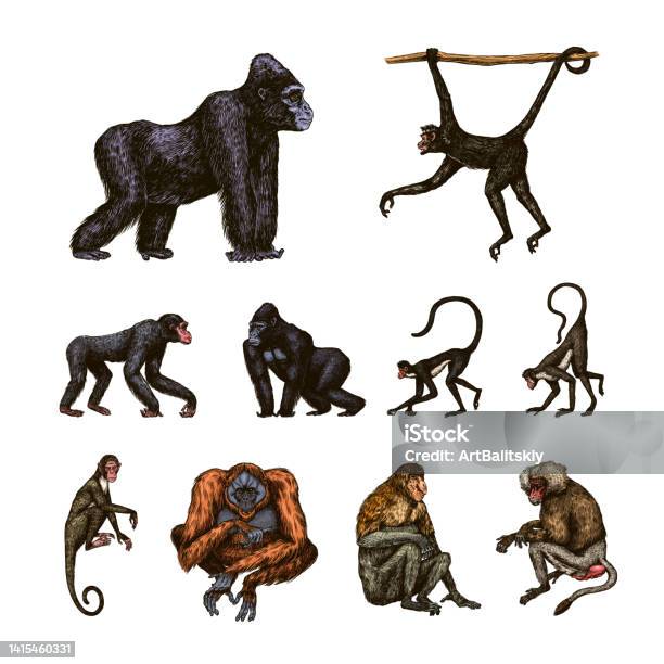 Bonobo Or Chimpanzee Western Gorilla Orangutan In Vintage Style Colombian Capuchin Proboscis