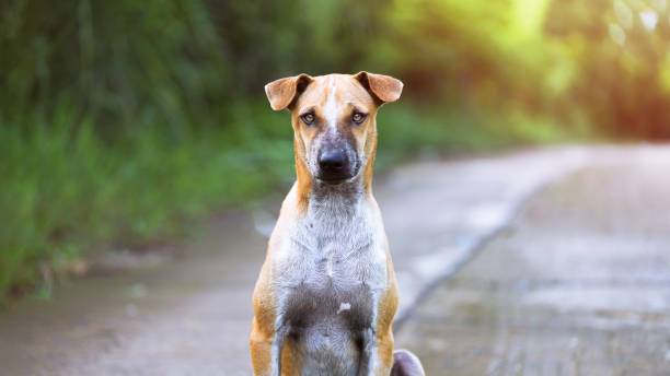Free Stock Photo of Pensive dog looking at street scene | Download Free ...