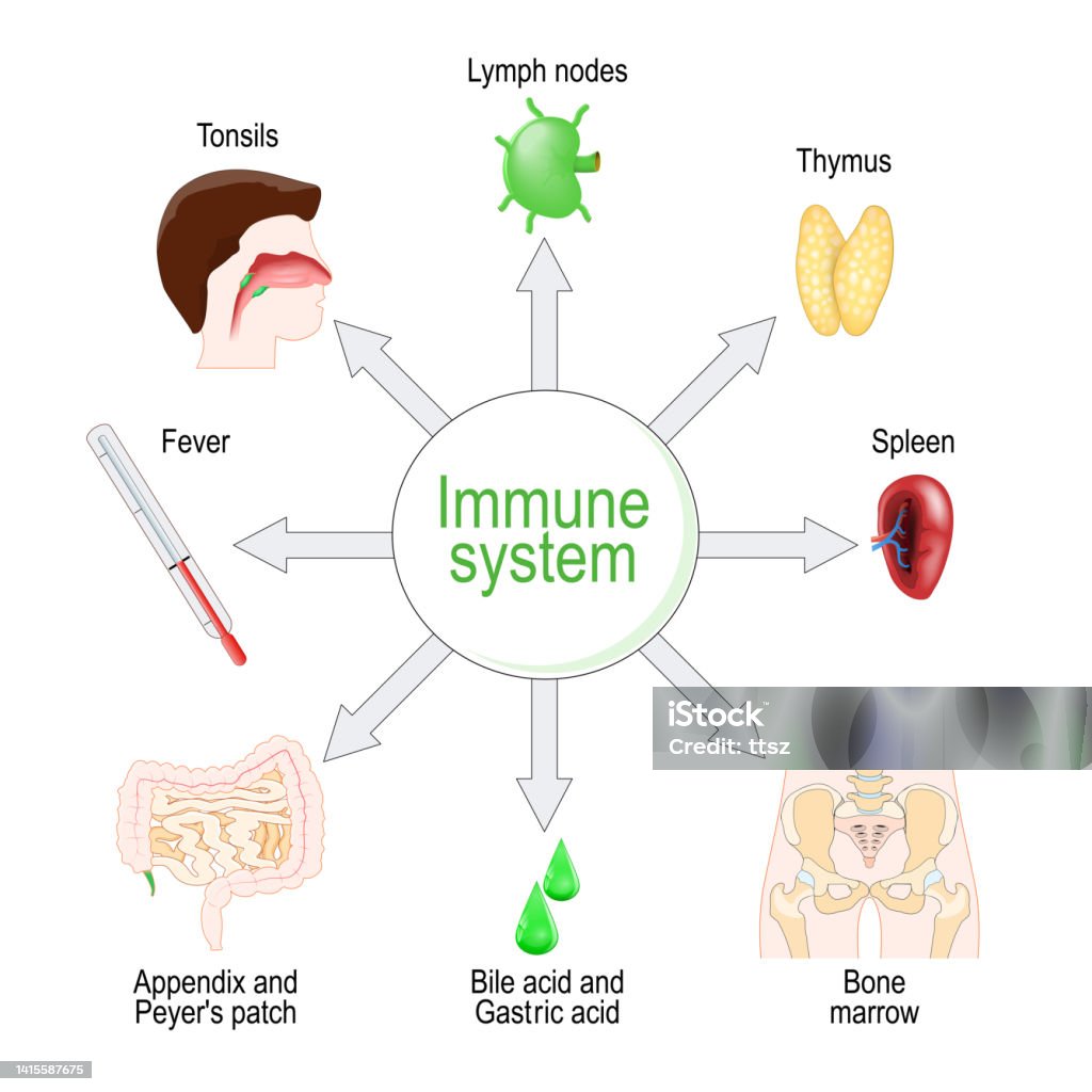 Sistem Imun Organ Dan Fungsi Ilustrasi Stok - Unduh Gambar Sekarang ... Sistem Imun Organ Dan Fungsi Ilustrasi Stok - Unduh Gambar Sekarang ...
